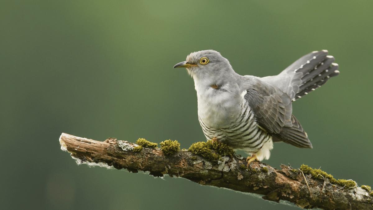 Der Kuckuck: Vogelportrait