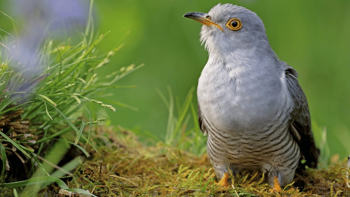 Der Kuckuck: Vogelportrait