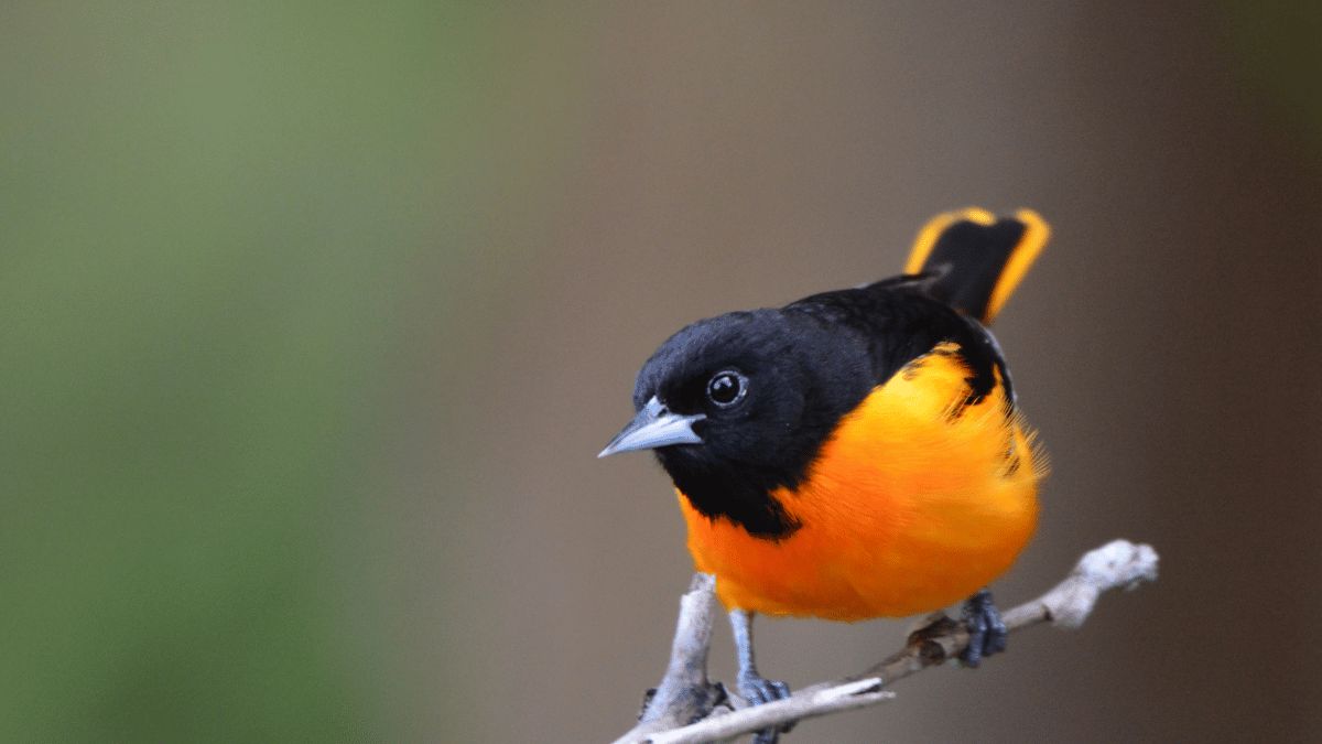 Der Pirol: Der leuchtende Sänger der Baumkronen