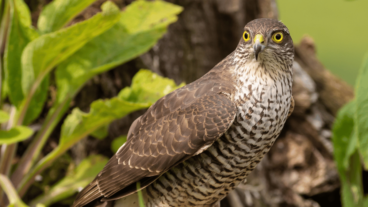 Der Sperber: Ein flinker Jäger des Himmels (Artenportrait)