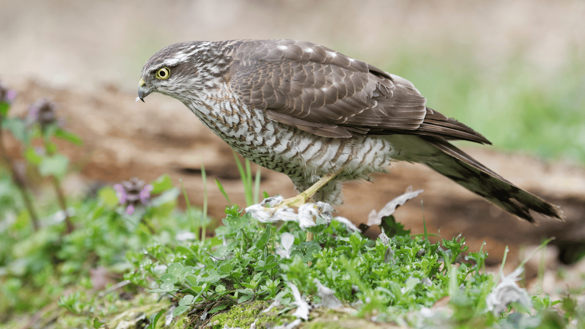 Der Sperber: Ein flinker Jäger des Himmels (Artenportrait)