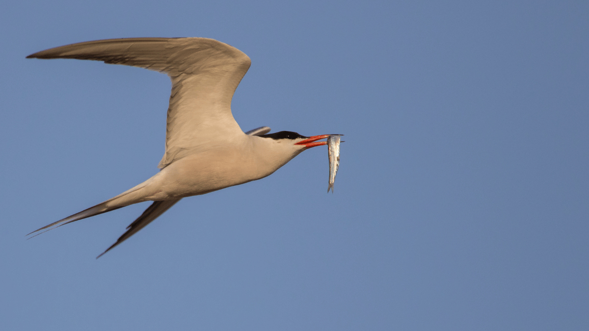 Die Flussseeschwalbe: Ein eleganter Flieger und geschickter Fischer ...